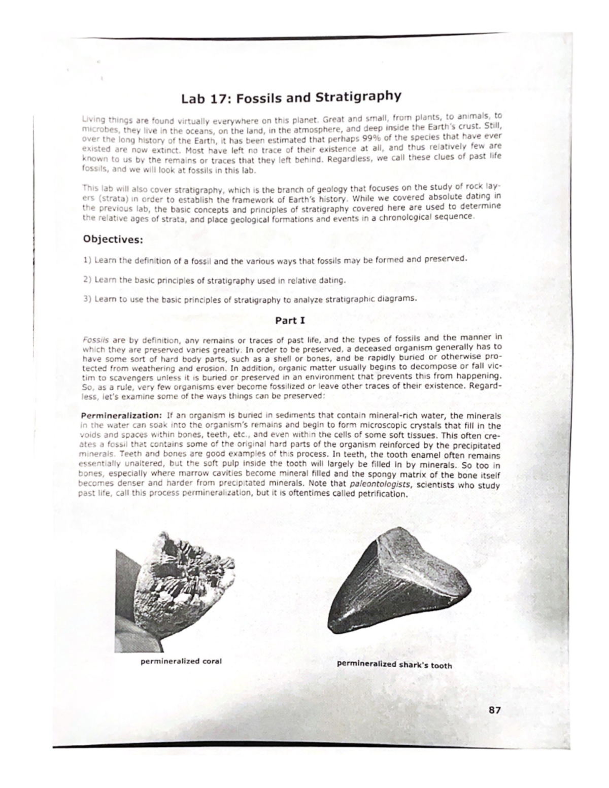 Lab 17 Fossils and Stratigraphy - BSC 2010 - Studocu