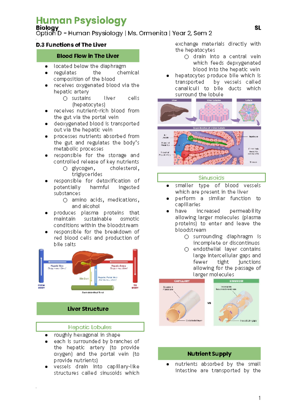 Option D - Human Physiology - Ormenita | Year 2, Sem 2 D Functions of ...
