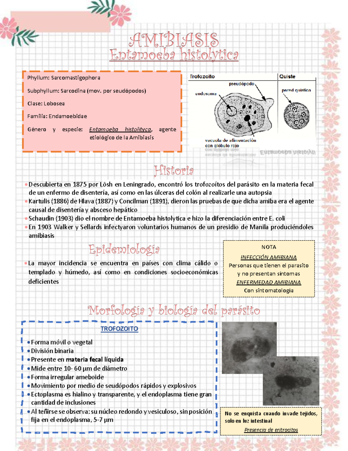 Amibiasis - Entamoeba histolytica - ̈ AMIBIASIS Entamoeba histolytica ...
