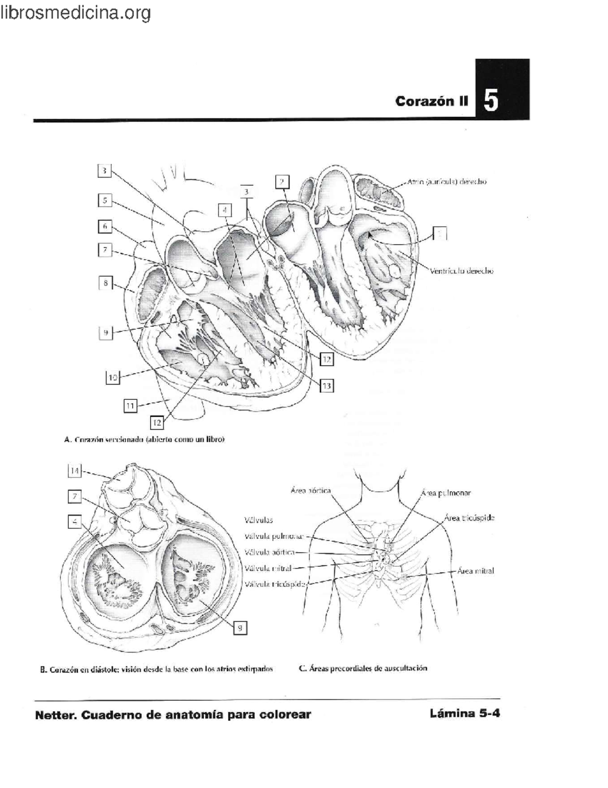 Netter Cuaderno De Anatomia Para Colorea Anatomia Librosmedicina