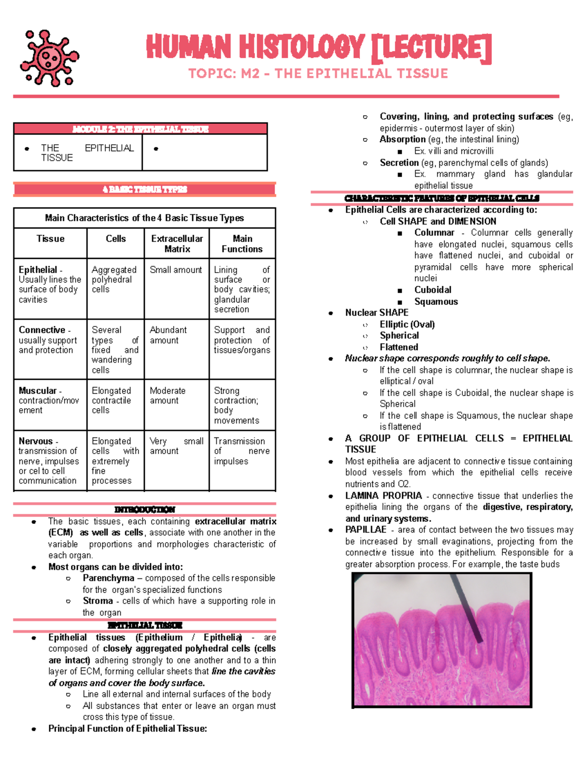 BSMT Human Histology Chapter 2 - HUMAN HISTOLOGY [LECTURE] TOPIC: M2 ...