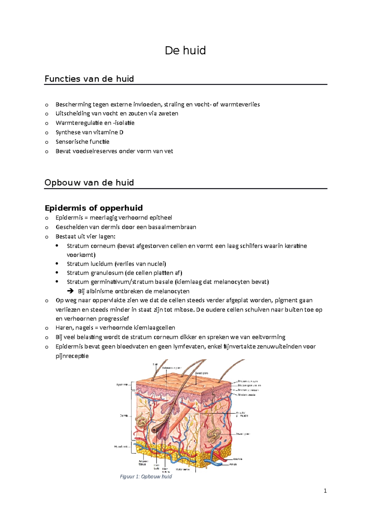 H4 De huid - Hoofdstuk 4 - De huid Functies van de huid o Bescherming ...