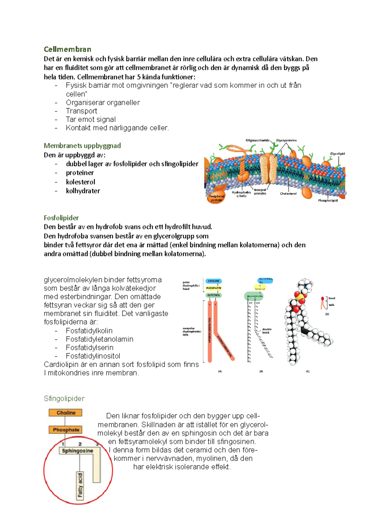 Cellmembran - Cellmembran Det är en kemisk och fysisk barriär mellan ...