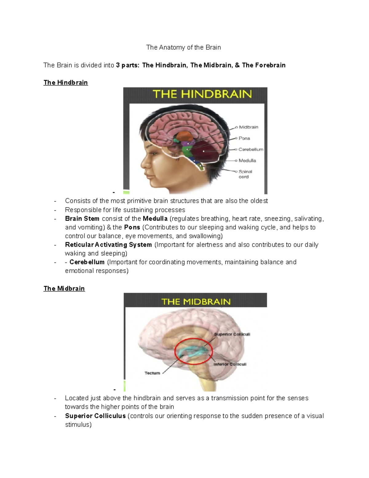 Unit 3 - Biological Psychology - Lecture 3 The - The Anatomy of the ...