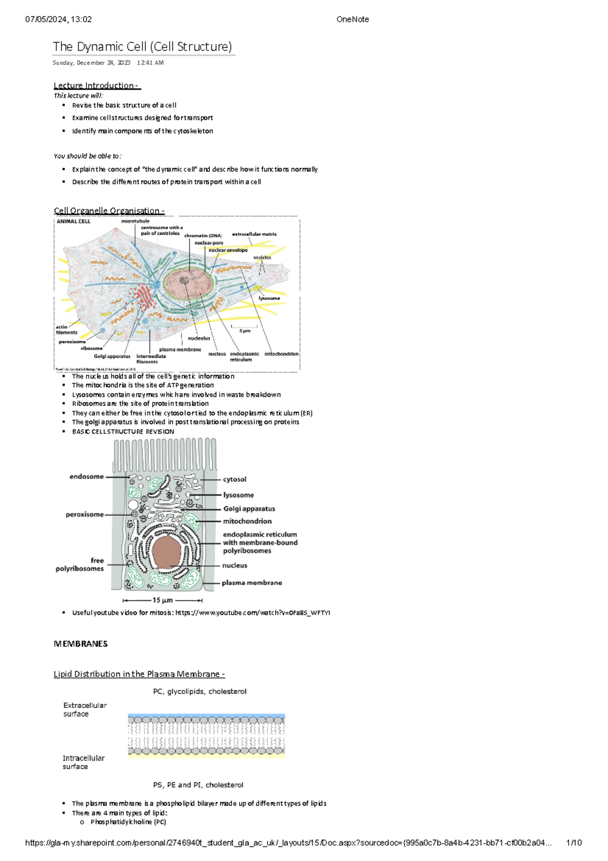 The Dynamic Cell - to prevent overstimulation of cells), so protein ...