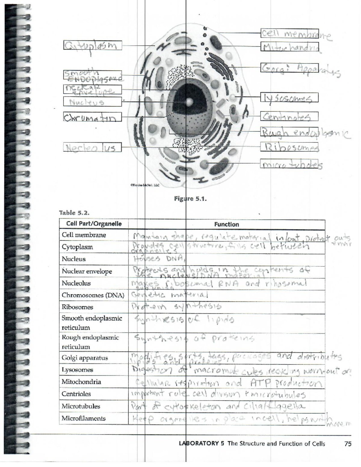 Lab 5 the structure and function of cells - BIO 101 - Studocu