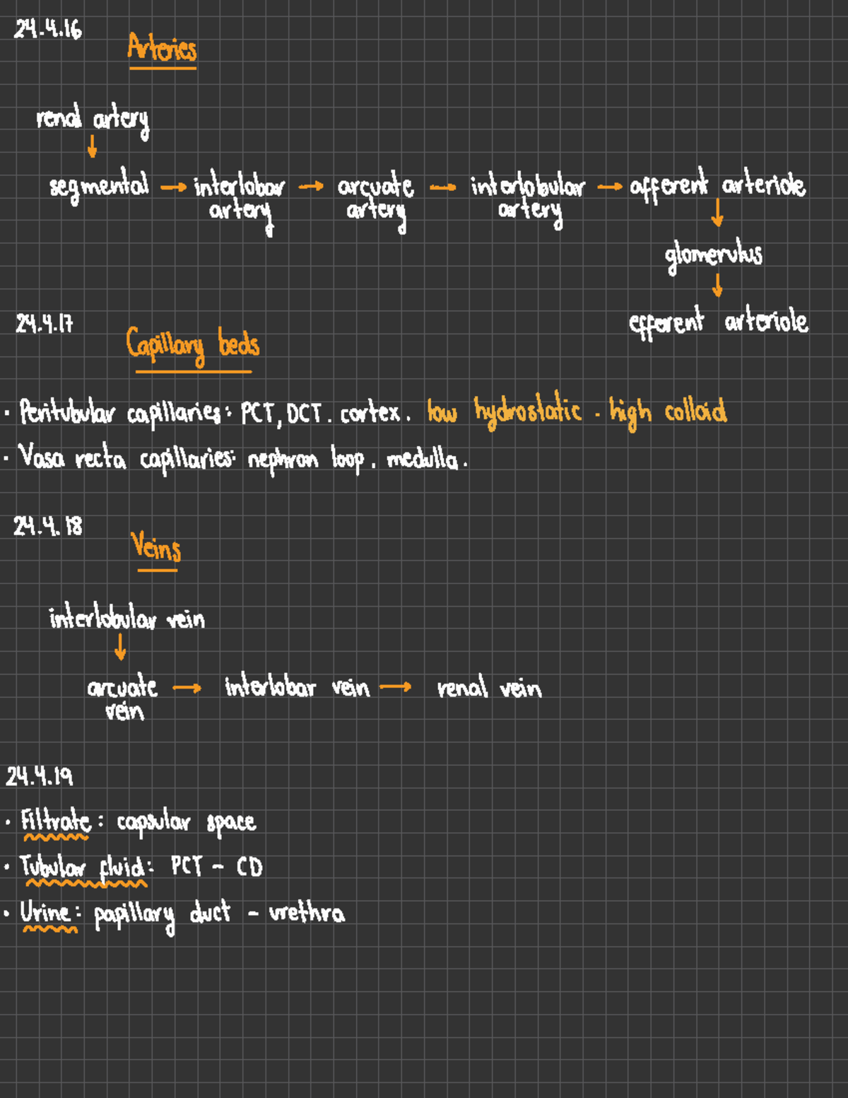 Chapter 24 - Urinary System - 24. Arteries renalartery segmental ...