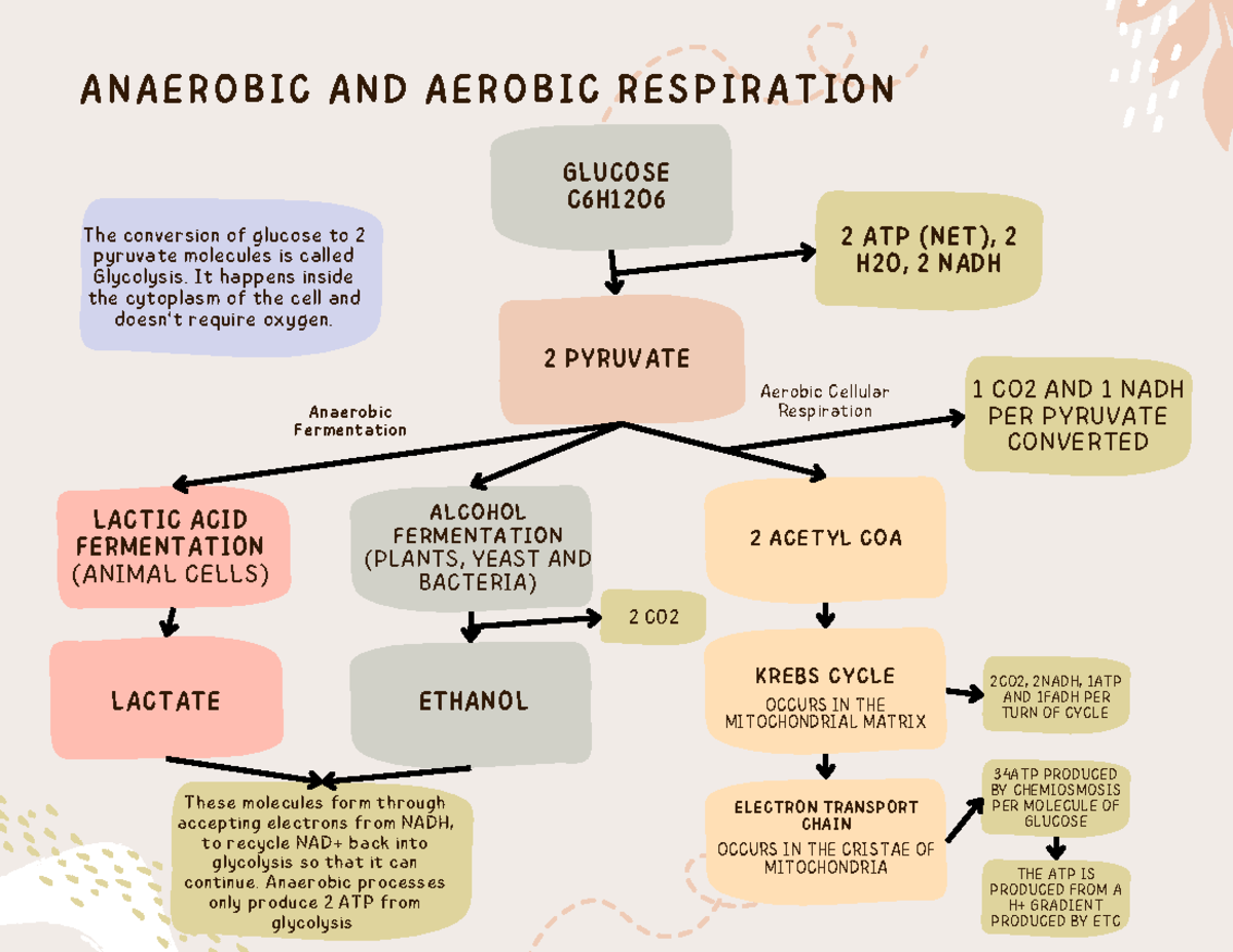 Anaerobic and Aerobic Respiration - ALCOHOL FERMENTATION (PLANTS, YEAST ...