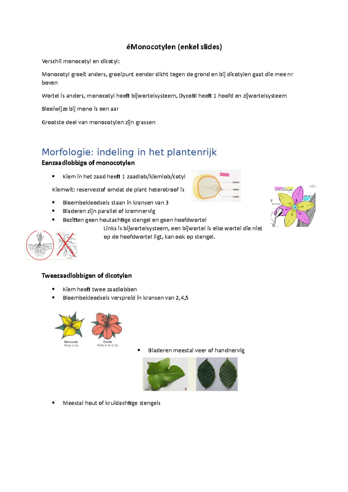 2 Monocotylen samenv - éMonocotylen (enkel slides) Verschil monocotyl ...