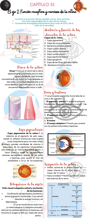 Capítulo 8 Excitación y contracción del músculo liso -Permite mantener ...