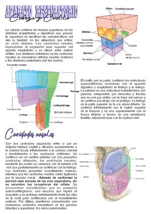 Resumen del libro de Anatomía Latarjet - Esqueleto axial o conjunto ...
