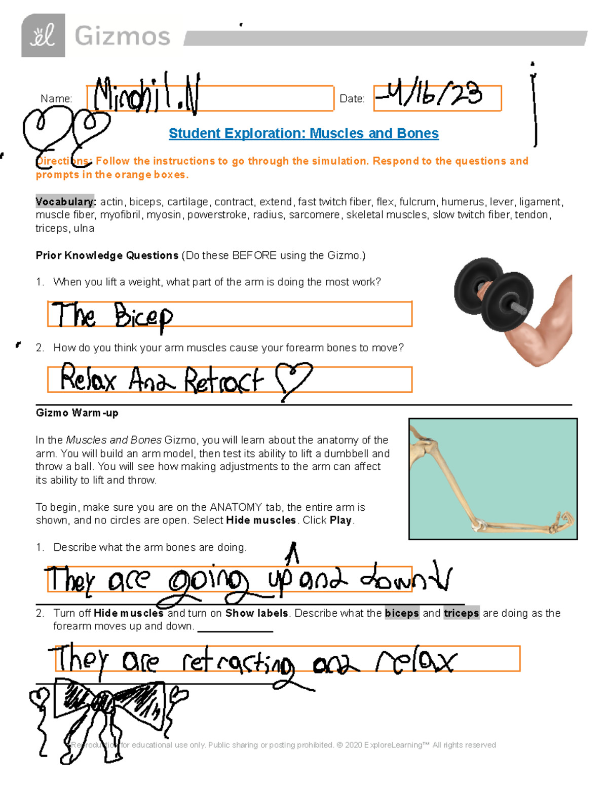 Gizmo - Muscles Bones 2022 - Name: Date: Student Exploration: Muscles ...
