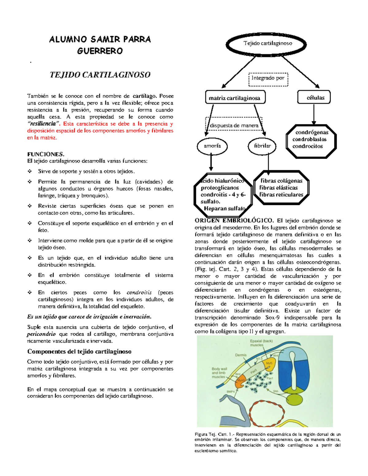 Cartilaginoso - EXCELENTE - células dispuesta de manera amorfa fibrilar ...