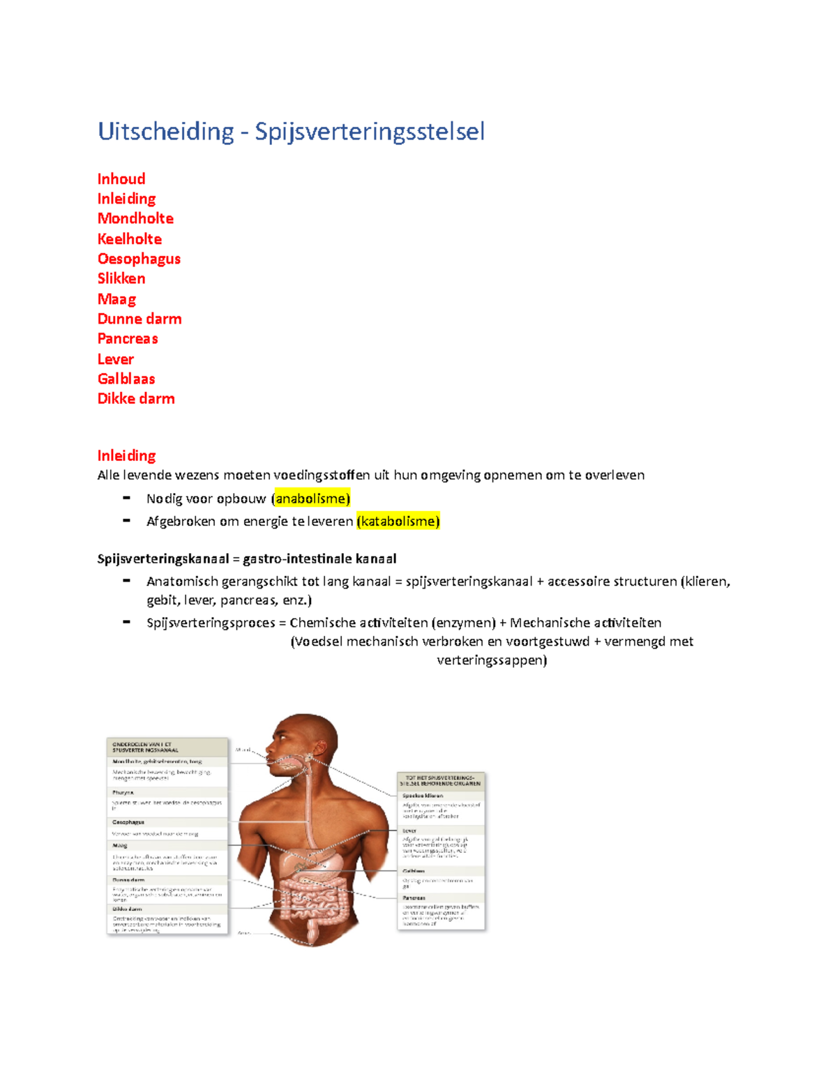 Uitscheiding en spijsvertering - Uitscheiding - Spijsverteringsstelsel ...