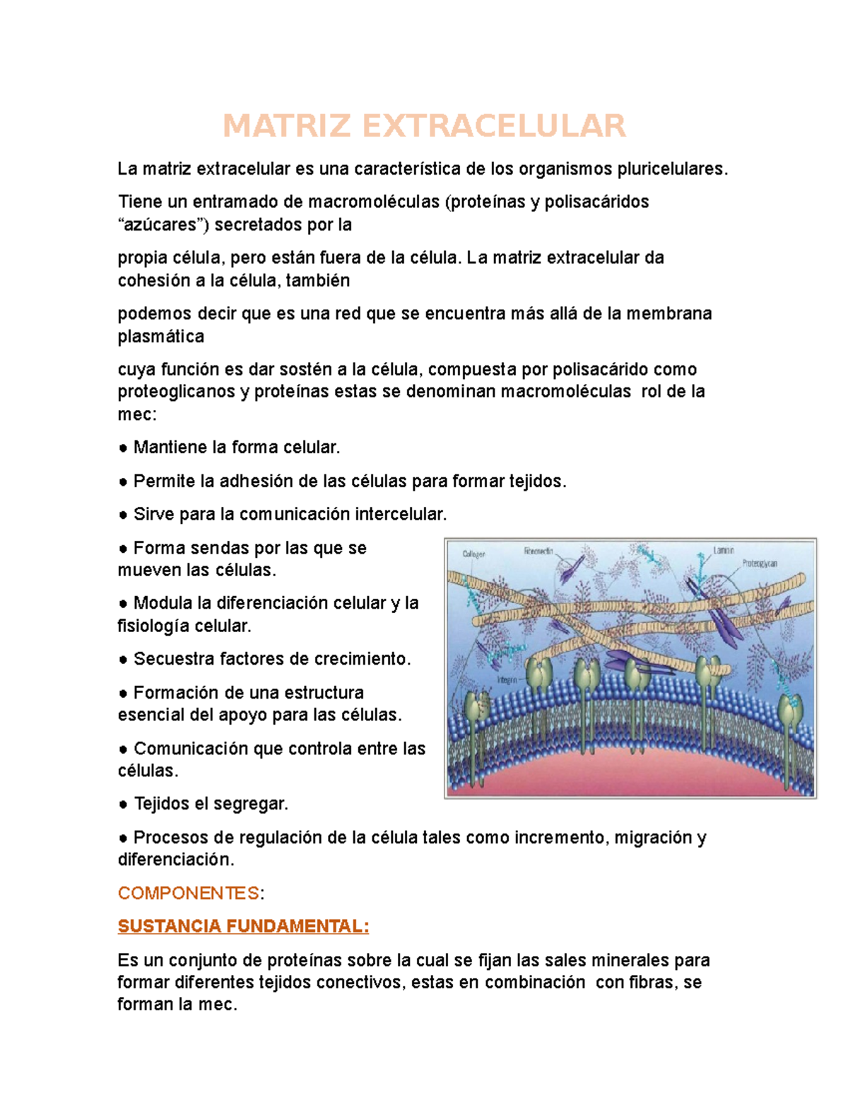 Matriz Extracelular - MATRIZ EXTRACELULAR La matriz extracelular es una ...