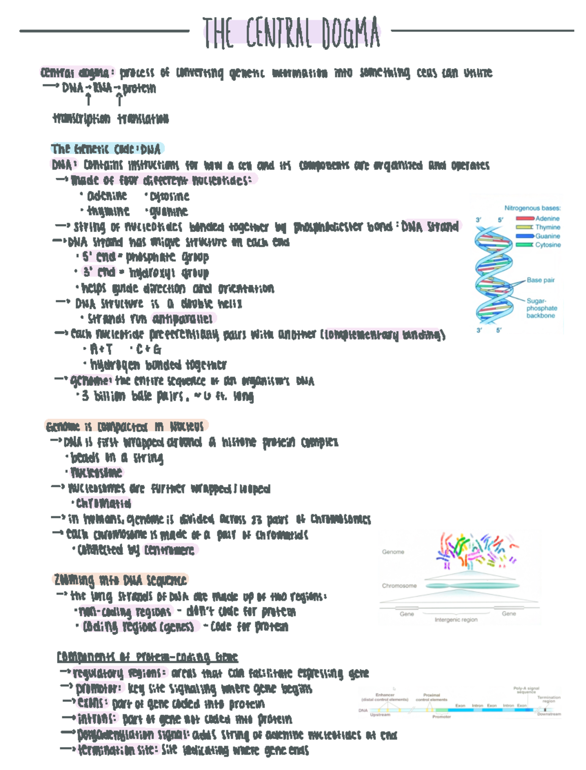 The central dogma - Dr. Ryan Wong - THE CENTRAL DOGMA central dogma ...