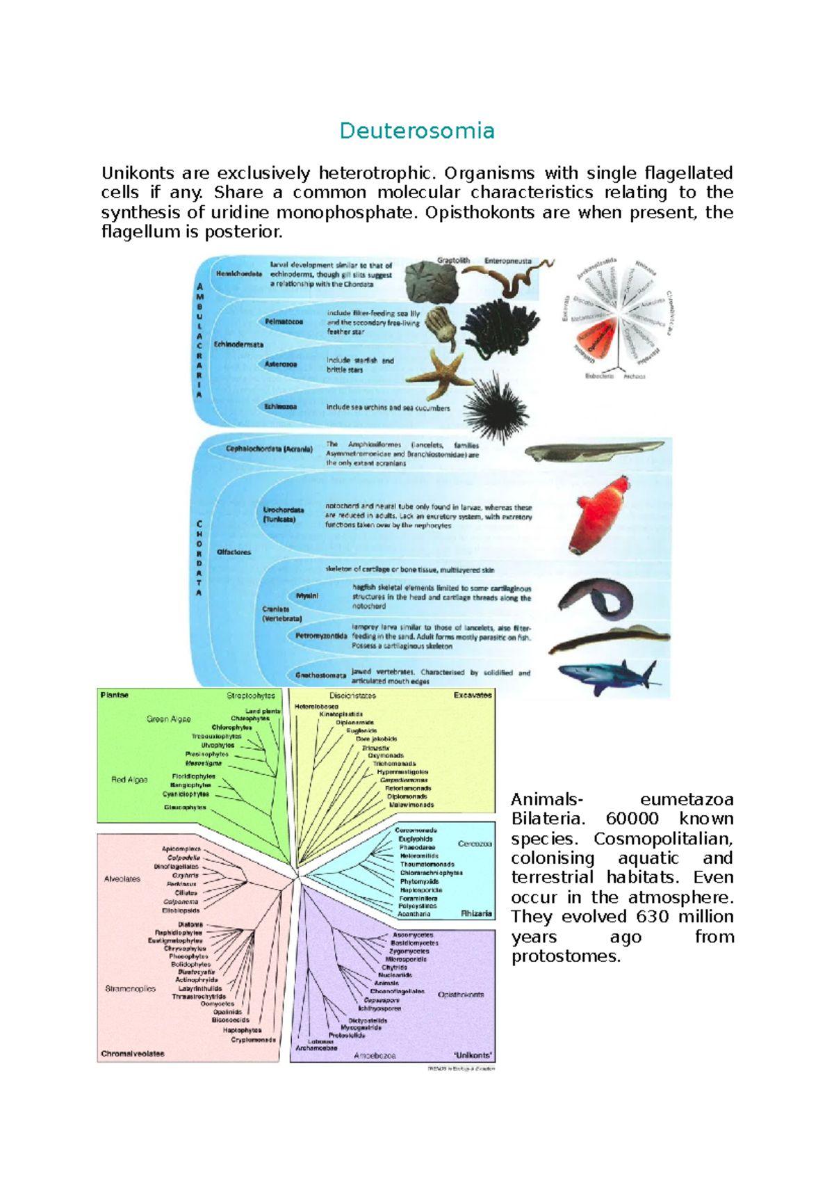 Week 14 Deuterosomia - Lecture notes 14 - Deuterosomia Unikonts are ...