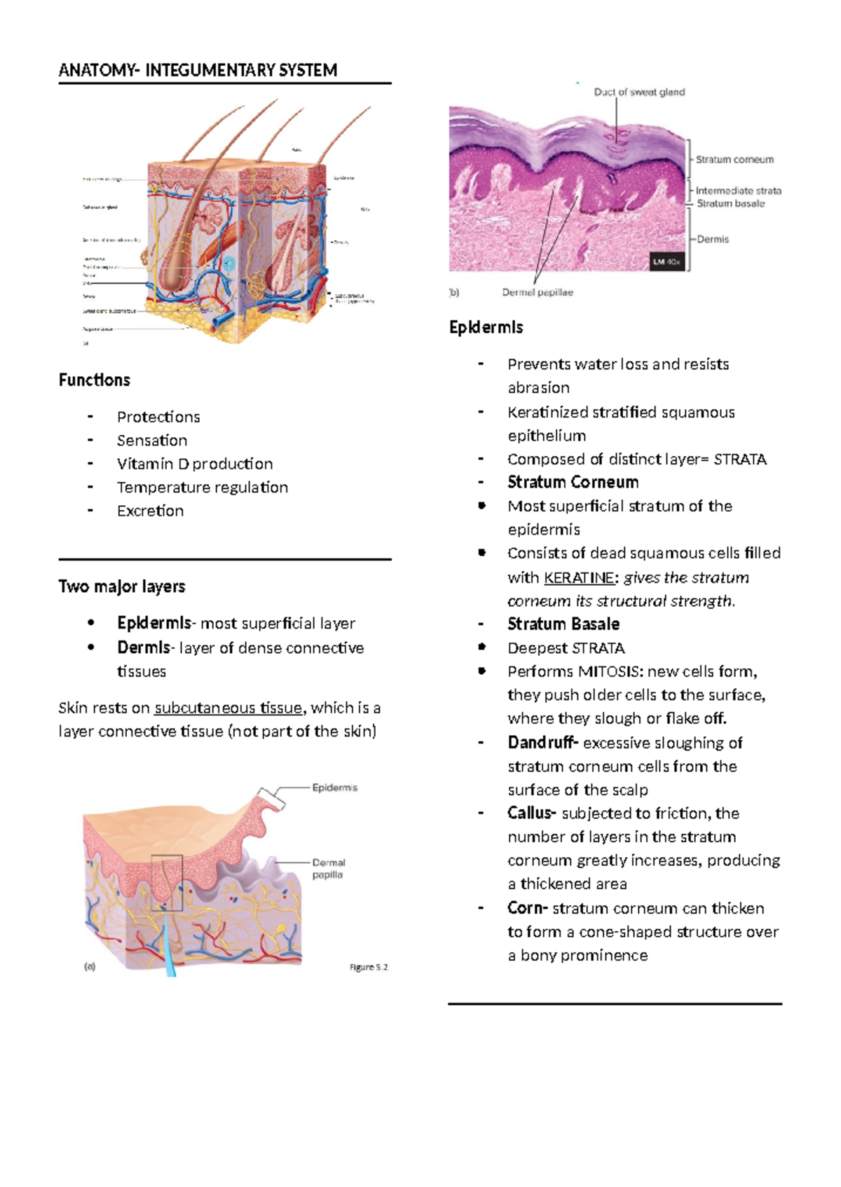 Anatomy Integumentary System - ANATOMY- INTEGUMENTARY SYSTEM Functions ...