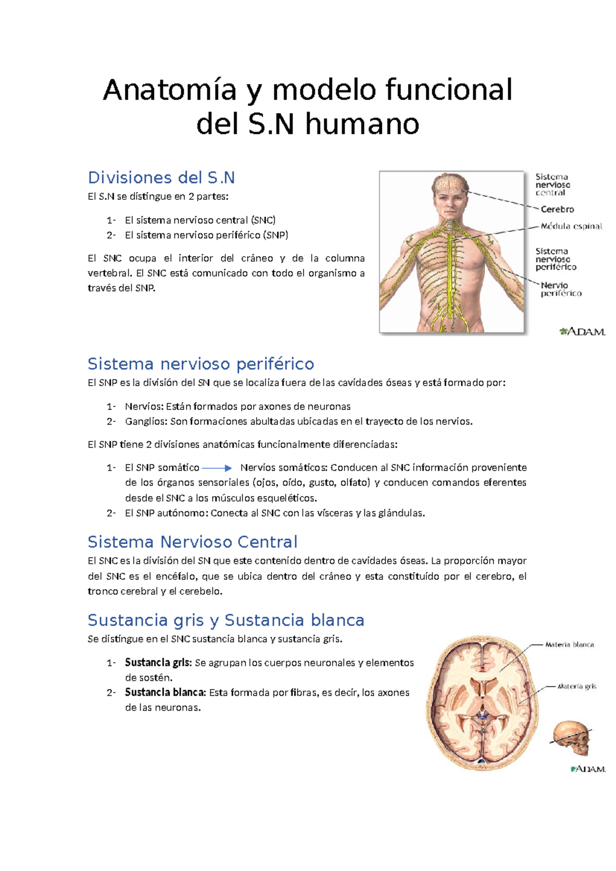 Anatomía y modelo funcional del S - Anatomía y modelo funcional del S ...