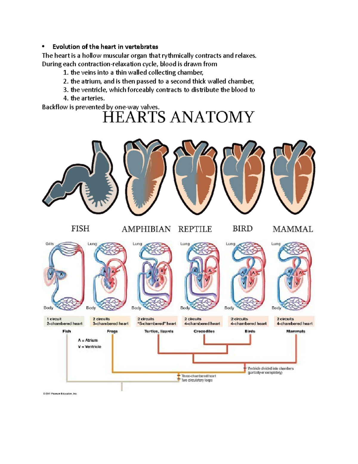 Summary on Vertebrata - Evolution of the heart in vertebrates The heart ...