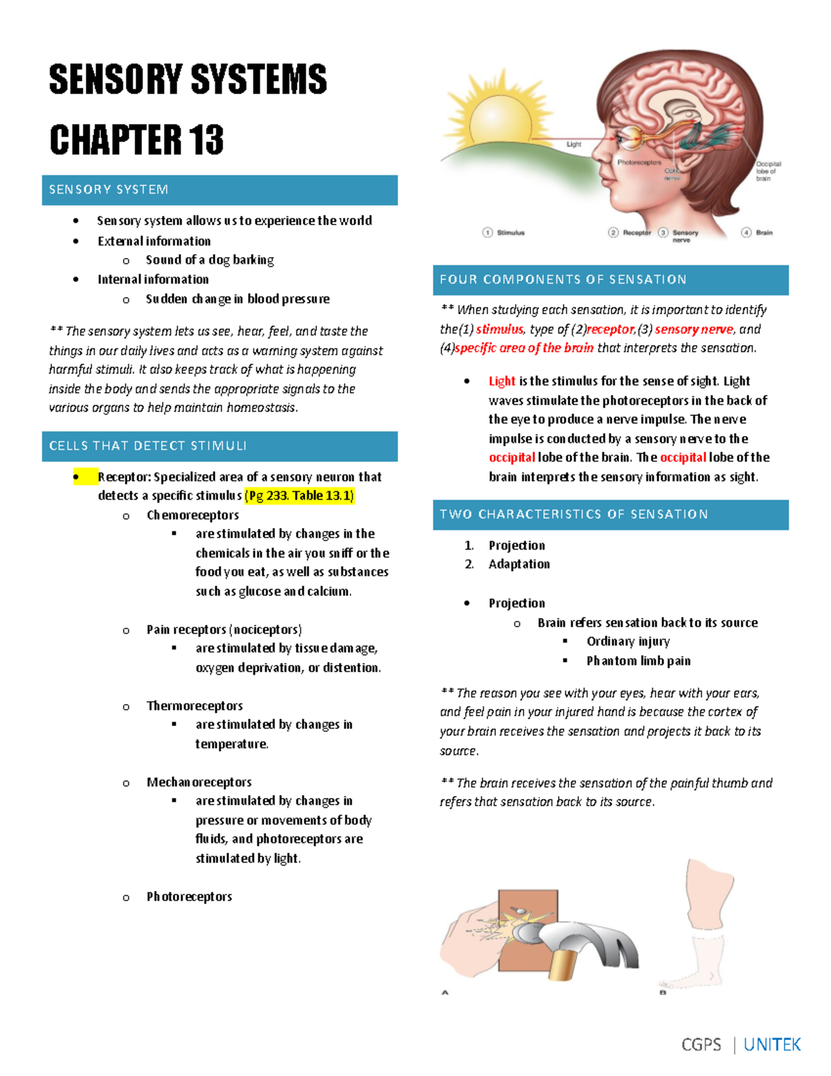 Sensory Systems - notes - SENSORY SYSTEMS CHAPTER 13 SENSORY SYSTEM ...