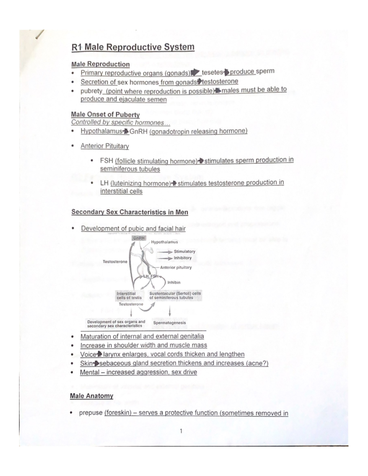 Human Reproductive System / Fetal Development Notes - Biol 2102 - Studocu