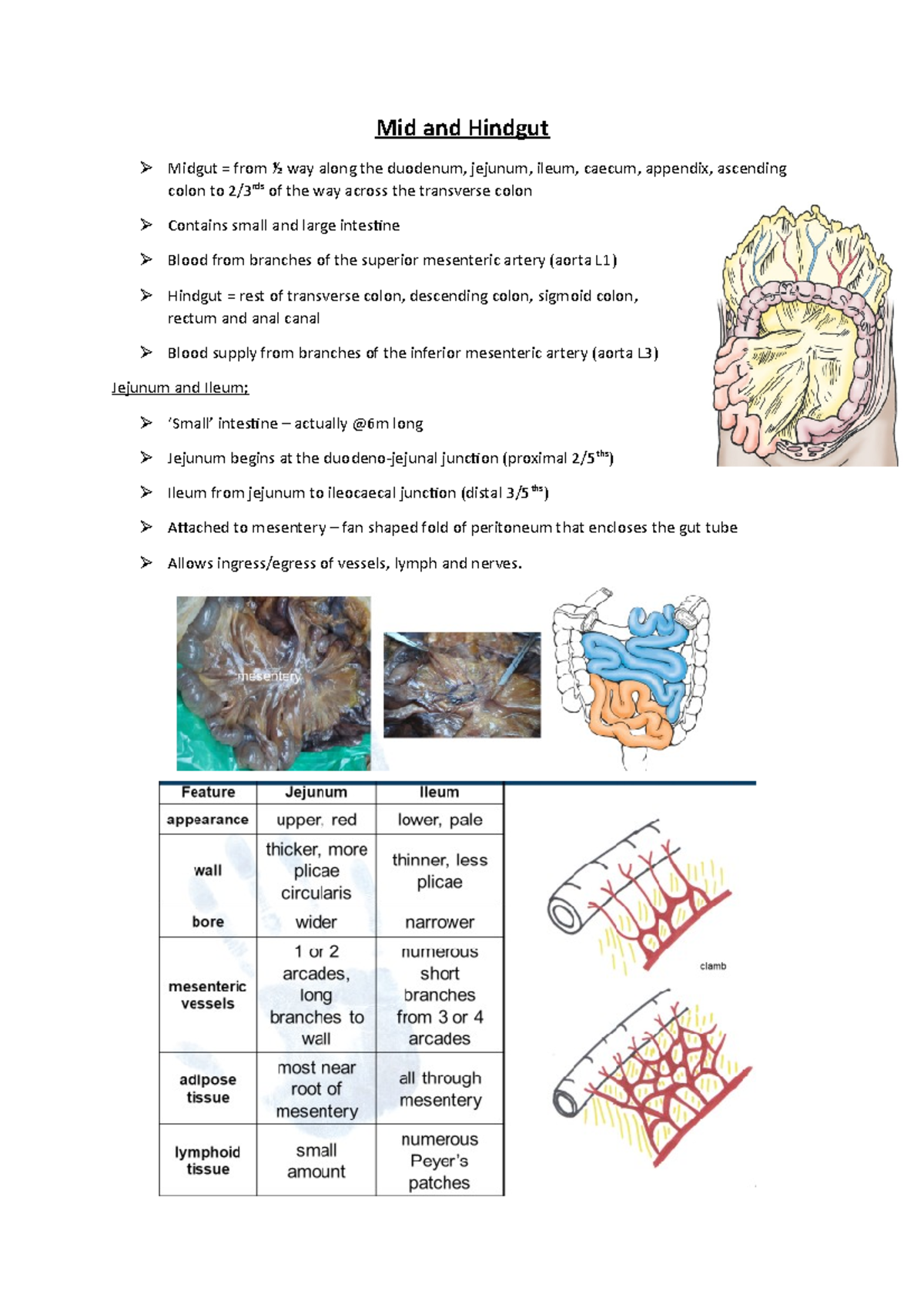Mid and Hindgut - Mid and Hindgut Midgut = from ½ way along the ...