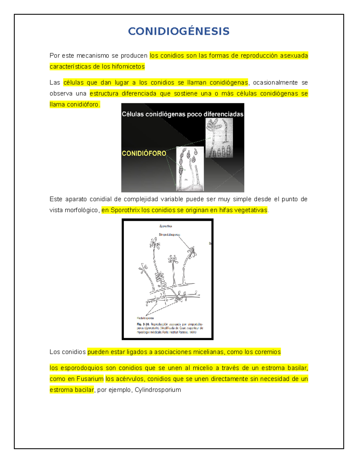 Conidiogénesis - Diapo - CONIDIOGÉNESIS Por este mecanismo se producen ...