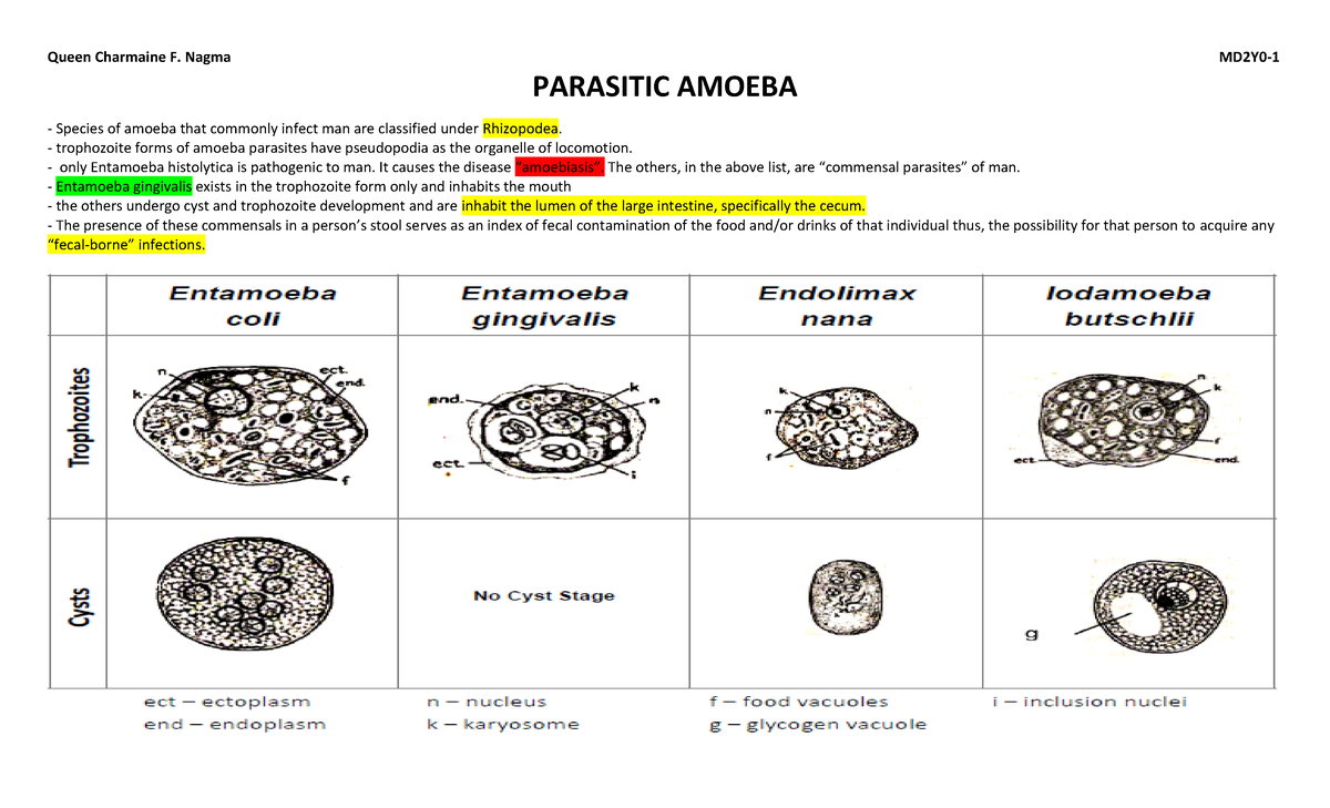 Parasitic Amoeba - Summary of Parasitology notes - PARASITIC AMOEBA ...