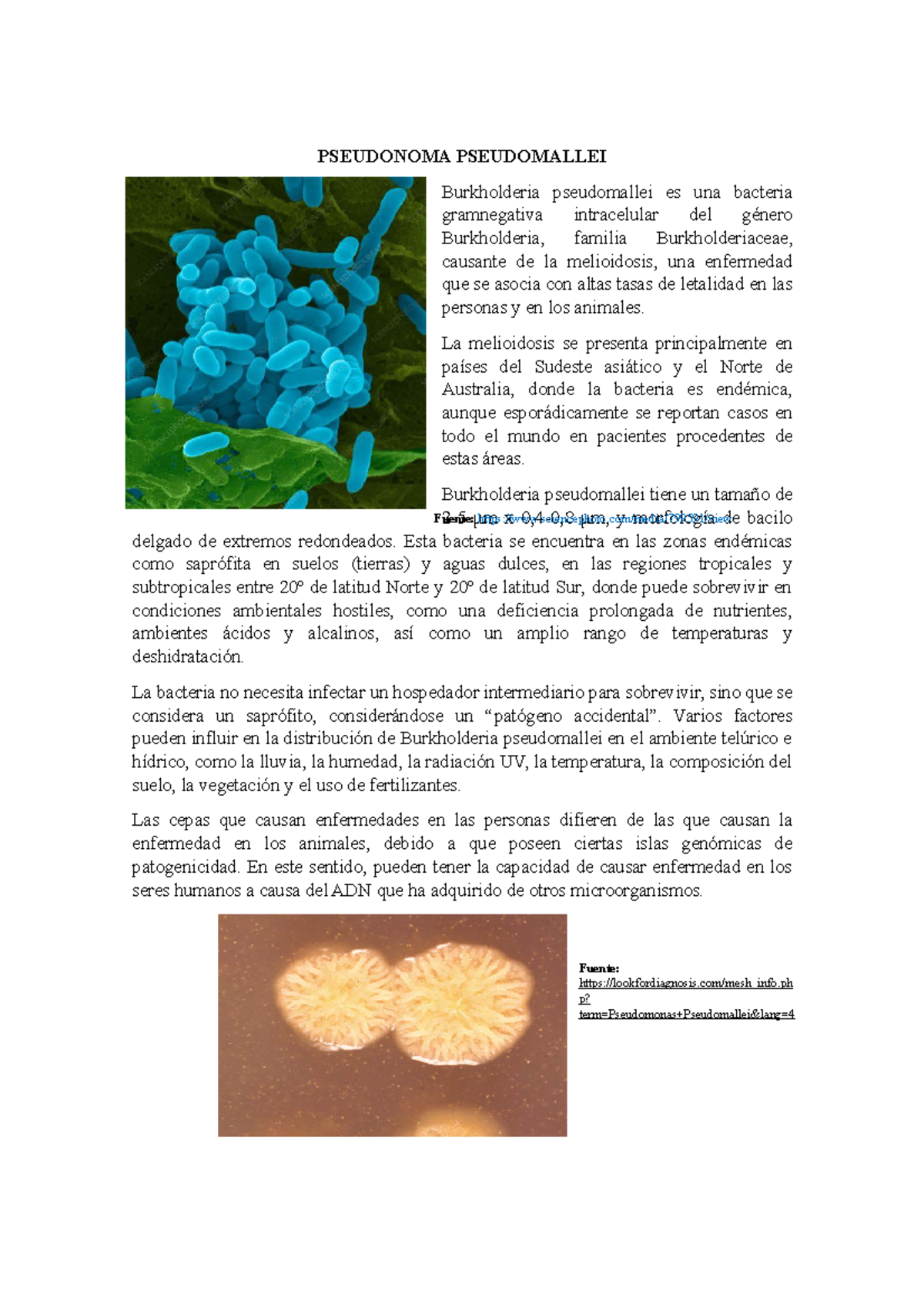 Pseudonoma Pseudomallei- Pseudomona Mallei - PSEUDONOMA PSEUDOMALLEI ...