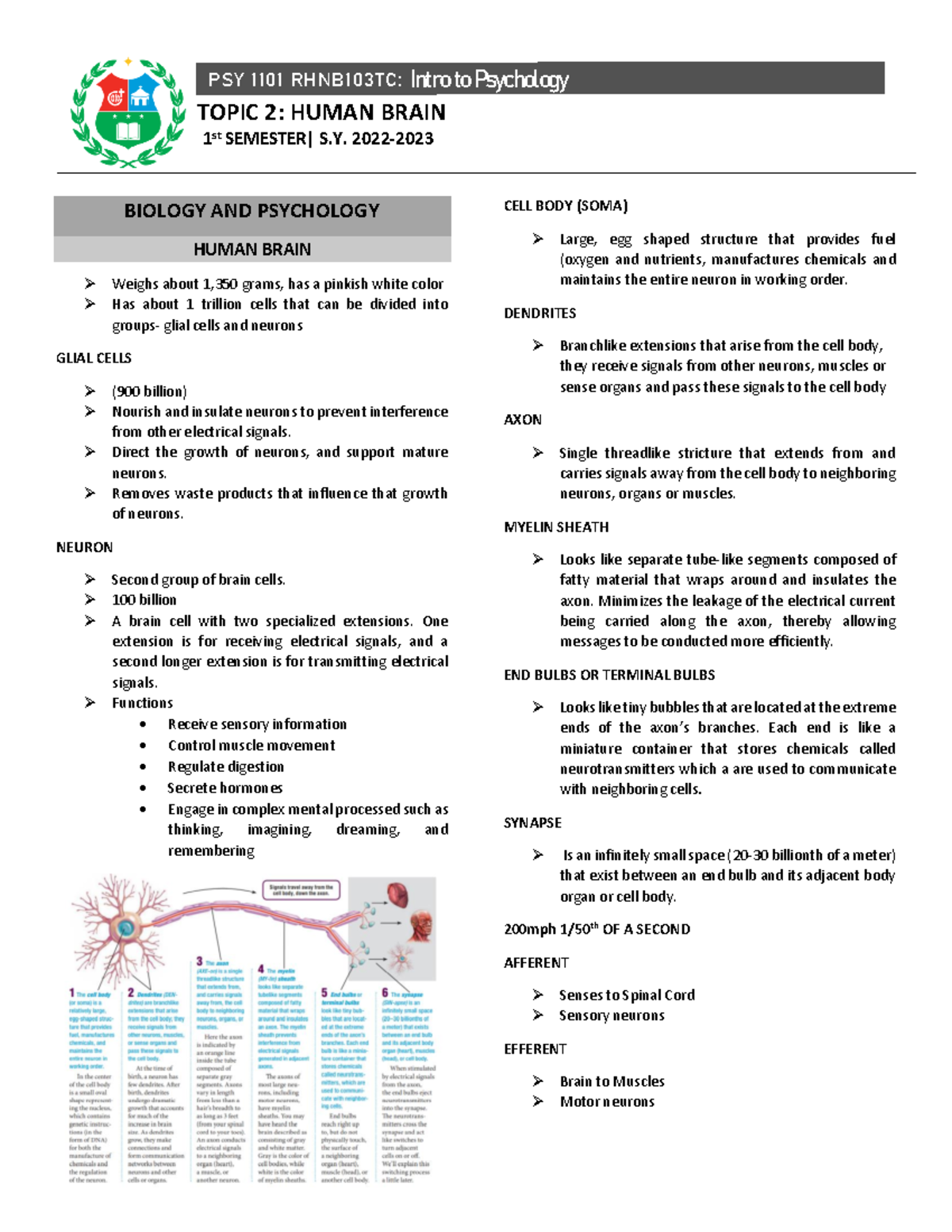Psy 1101 Notes Topic 2 Biology And Psychology Human Brain Weighs About 1350 Grams Has A