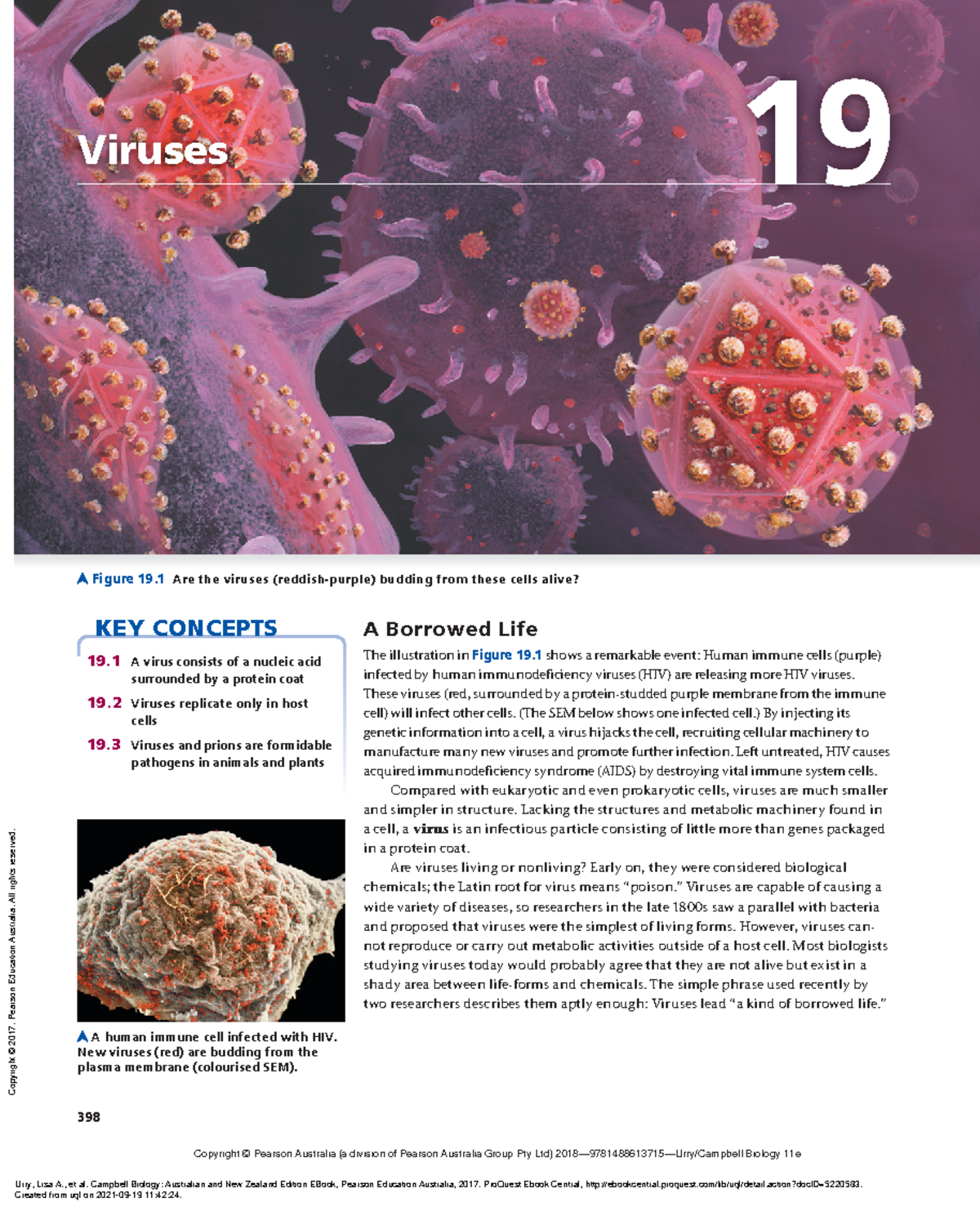 19 Viruses - textbook - 398 Key ConCepts 19 A virus consists of a ...