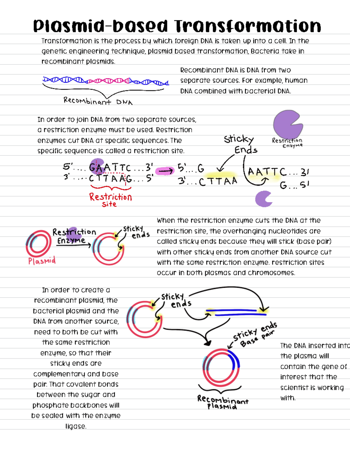 Genetic Engineering notes - Plasmid-based Transformation Transformation ...