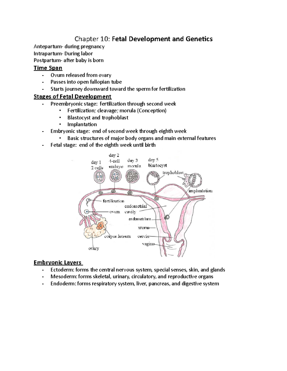 OB Exam 1 Notes - Chapter 10: Fetal Development and Genetics Antepartum ...