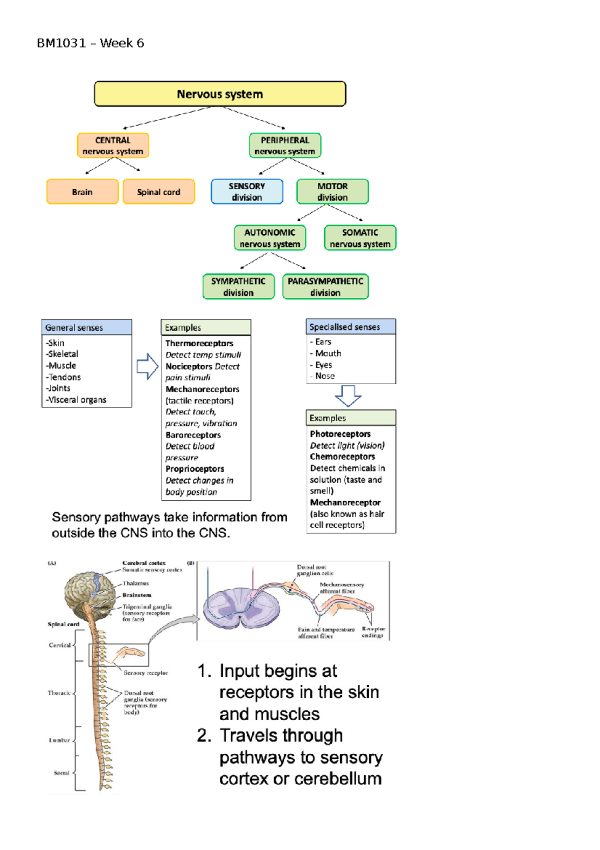 BM1031 - Week 6 - BM1031 – Week Sensory Receptors Specialised nerve ...
