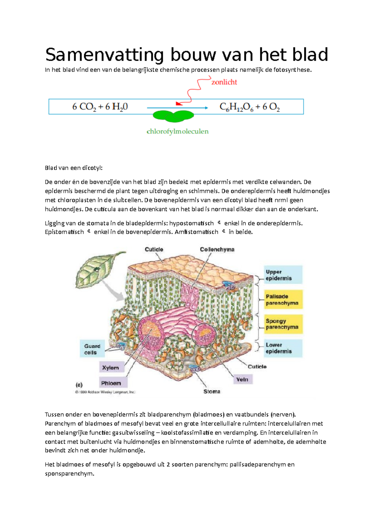 Samenvatting bouw van het blad - Blad van een dicotyl: De onder én de ...