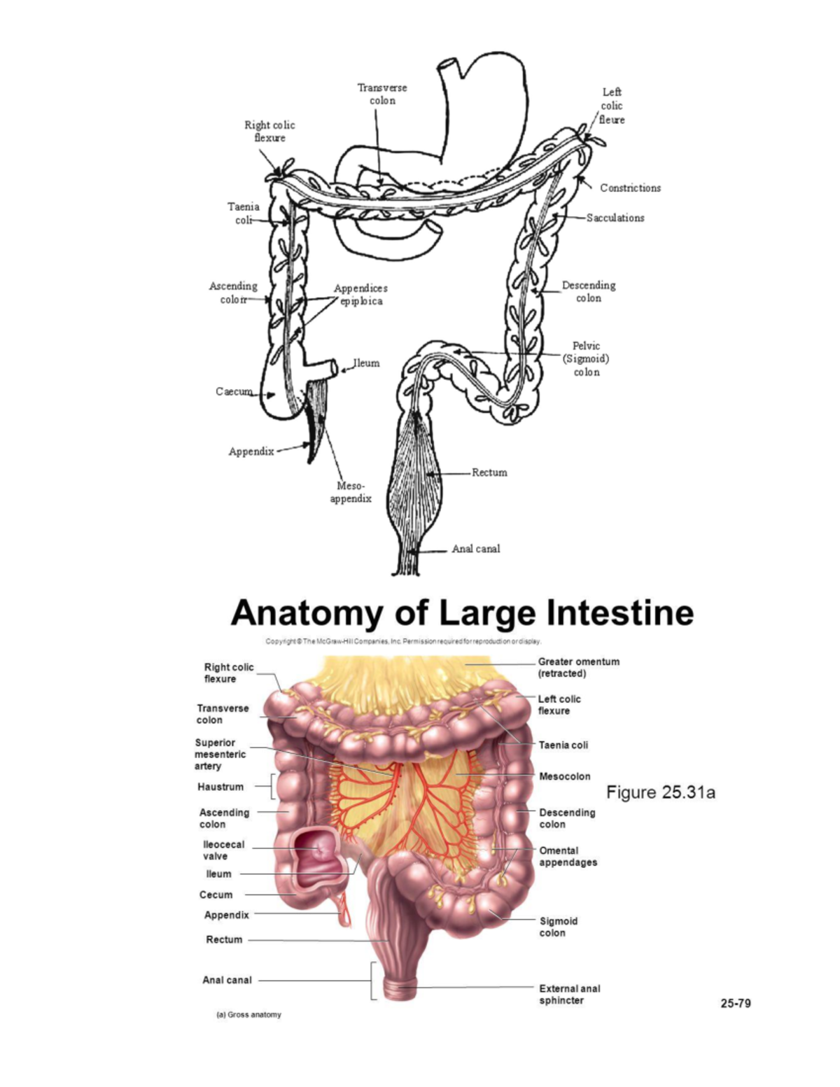 Anatomy appendix - VERMIFORM APPENDIX Site: Right iliac fossa ...