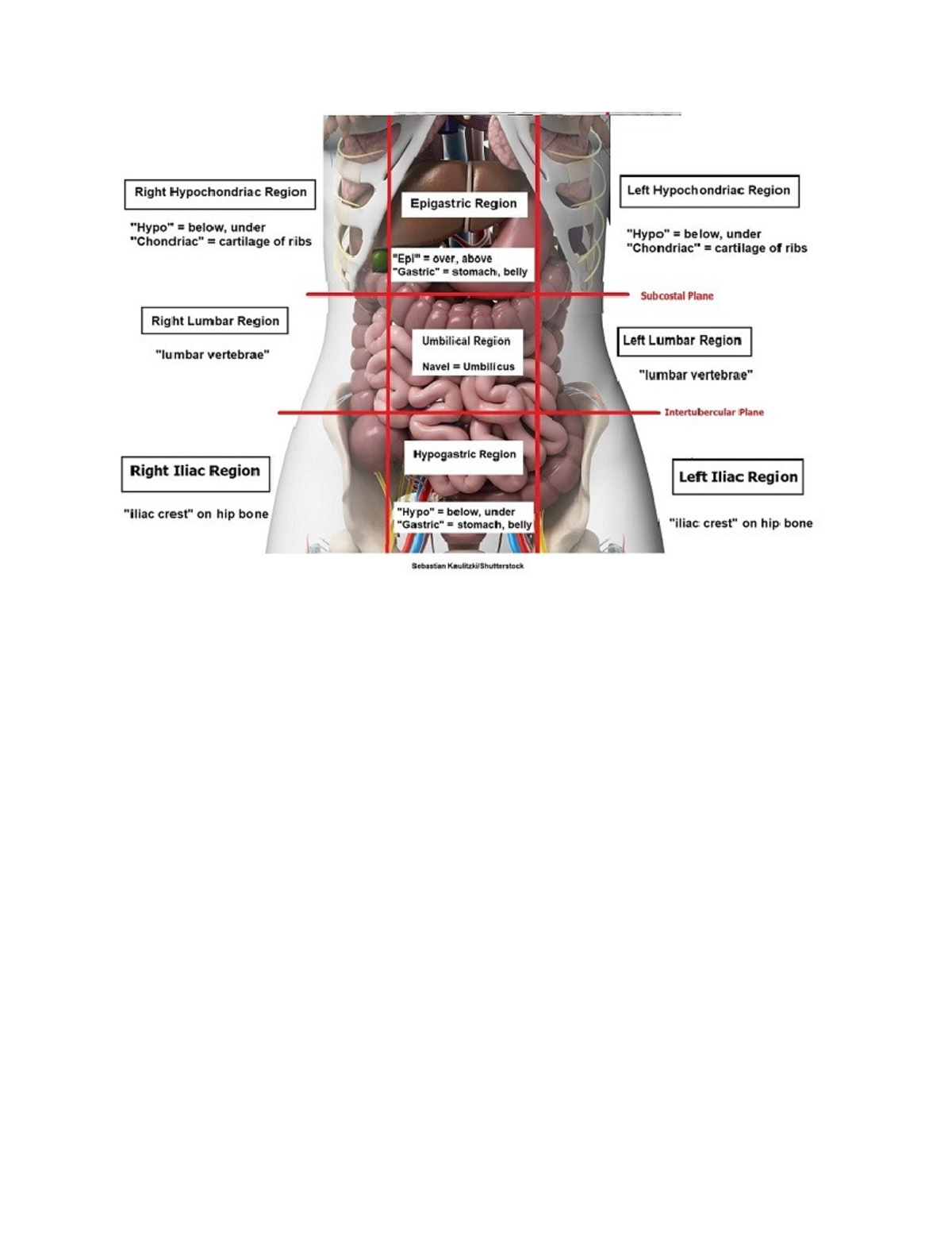 Abdomen Quadrants CU - Study Guide - BIO251 - Studocu
