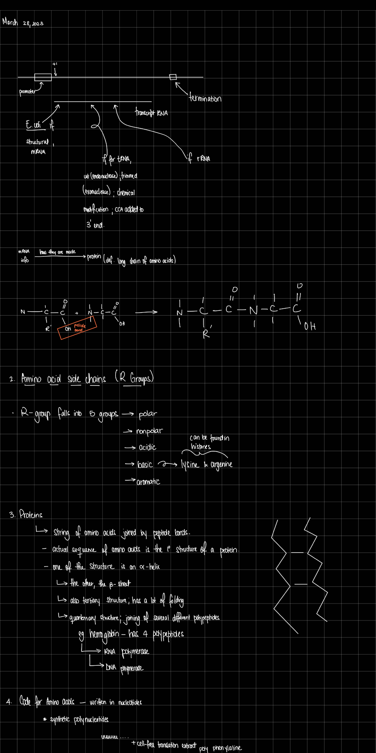 Chpt 11 From DNA to Proteins Translation - PCB 3063 - Studocu