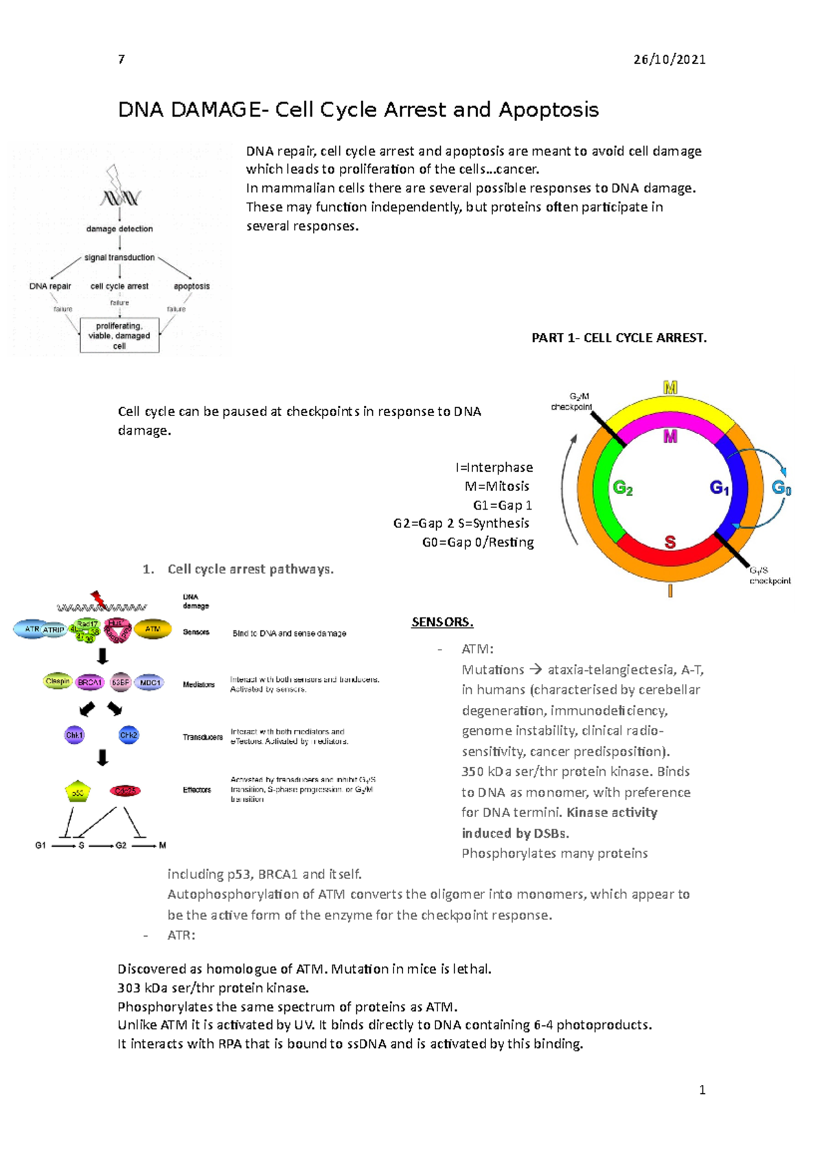 DNA damage part 2: cell cycle arrest and apoptosis - 7 26/10/ DNA ...