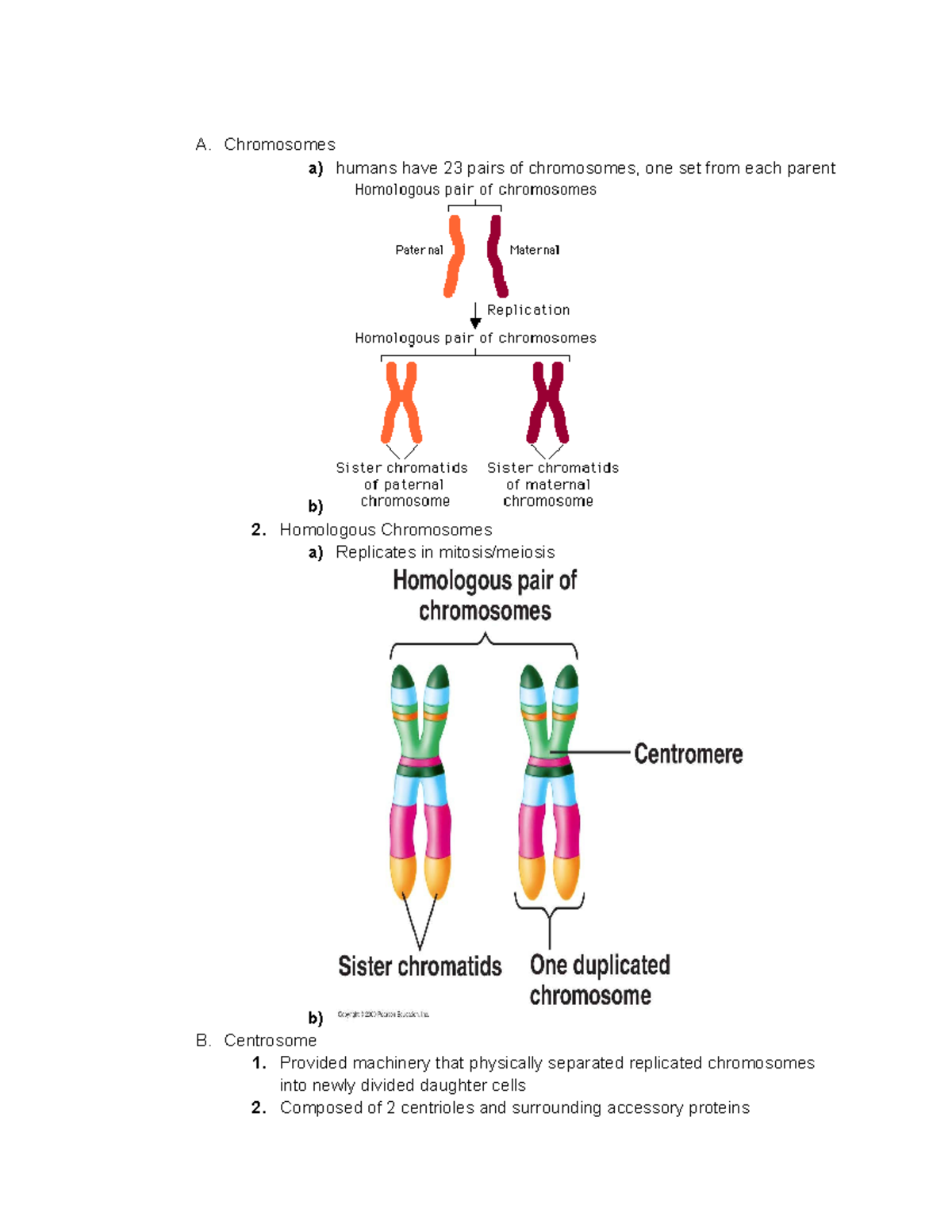 Ch 3 - Lecture notes 4 - A. Chromosomes a) humans have 23 pairs of ...