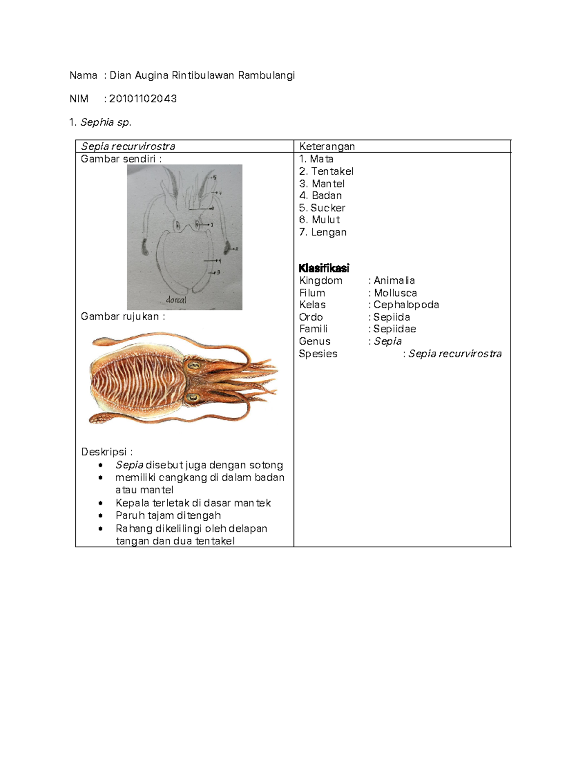Klasifikasi dan Morfologi Moluska - Nama : Dian Augina Rintibulawan ...