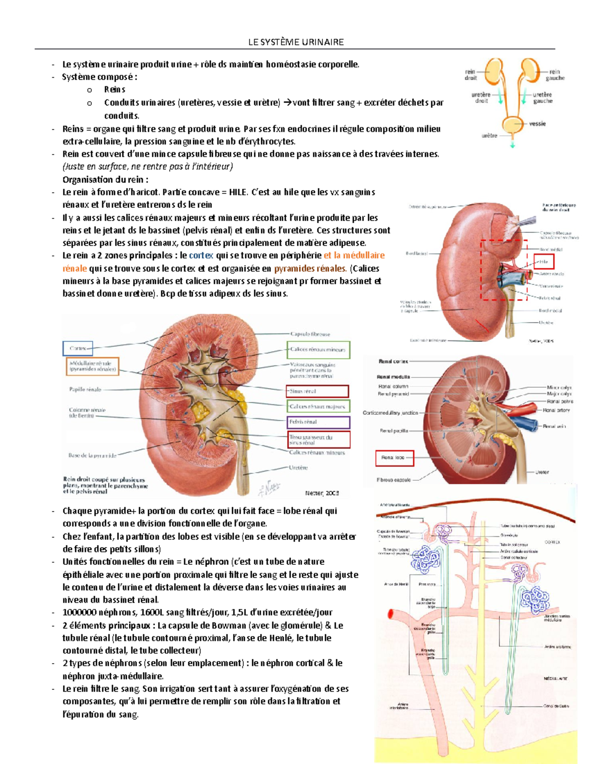 Syst. urinaire - LE SYSTÈME URINAIRE Le système urinaire produit urine ...