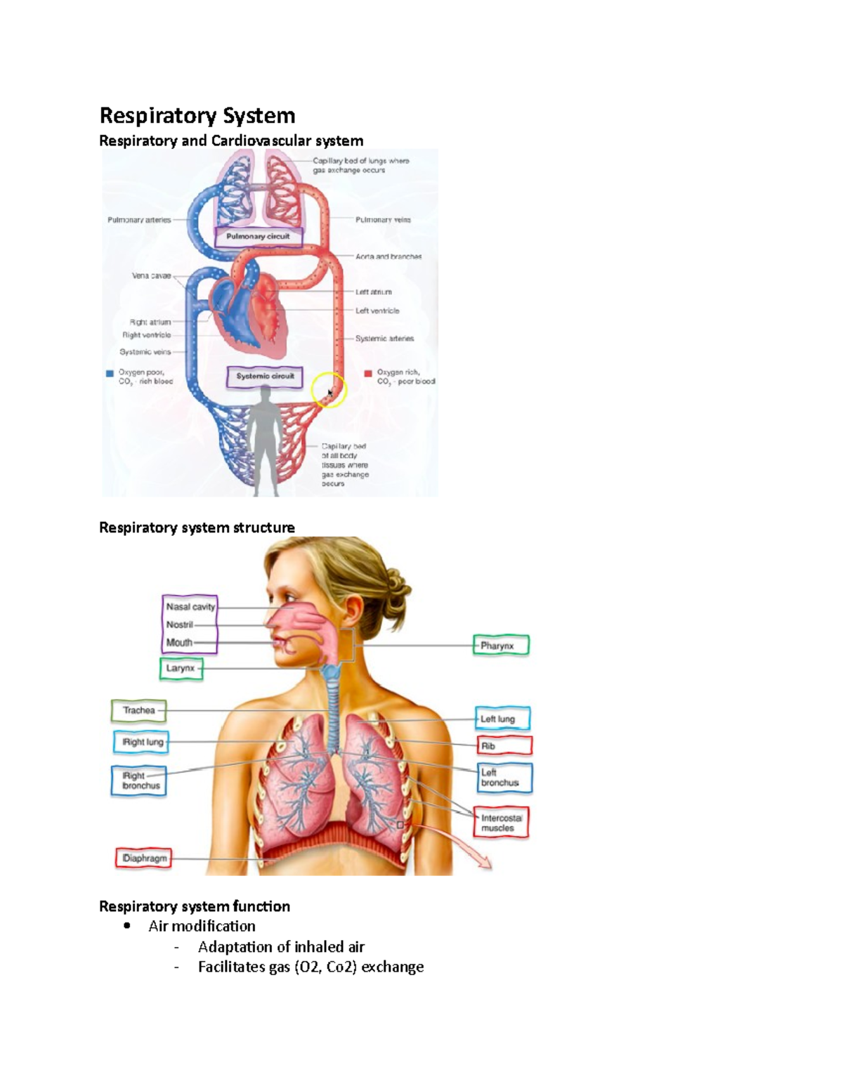 Respiratory System Study Guide - Respiratory System Respiratory and ...