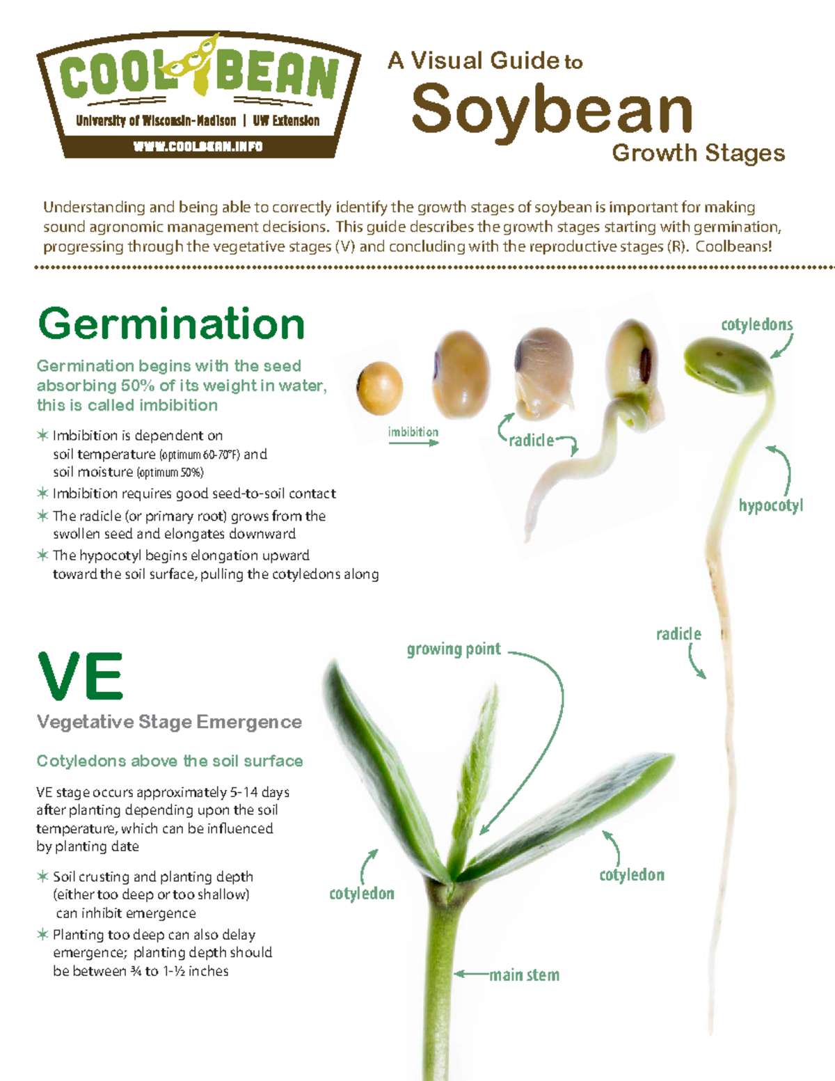 2017 Soybean Growth Dev Guide Final - Germination Germination begins ...