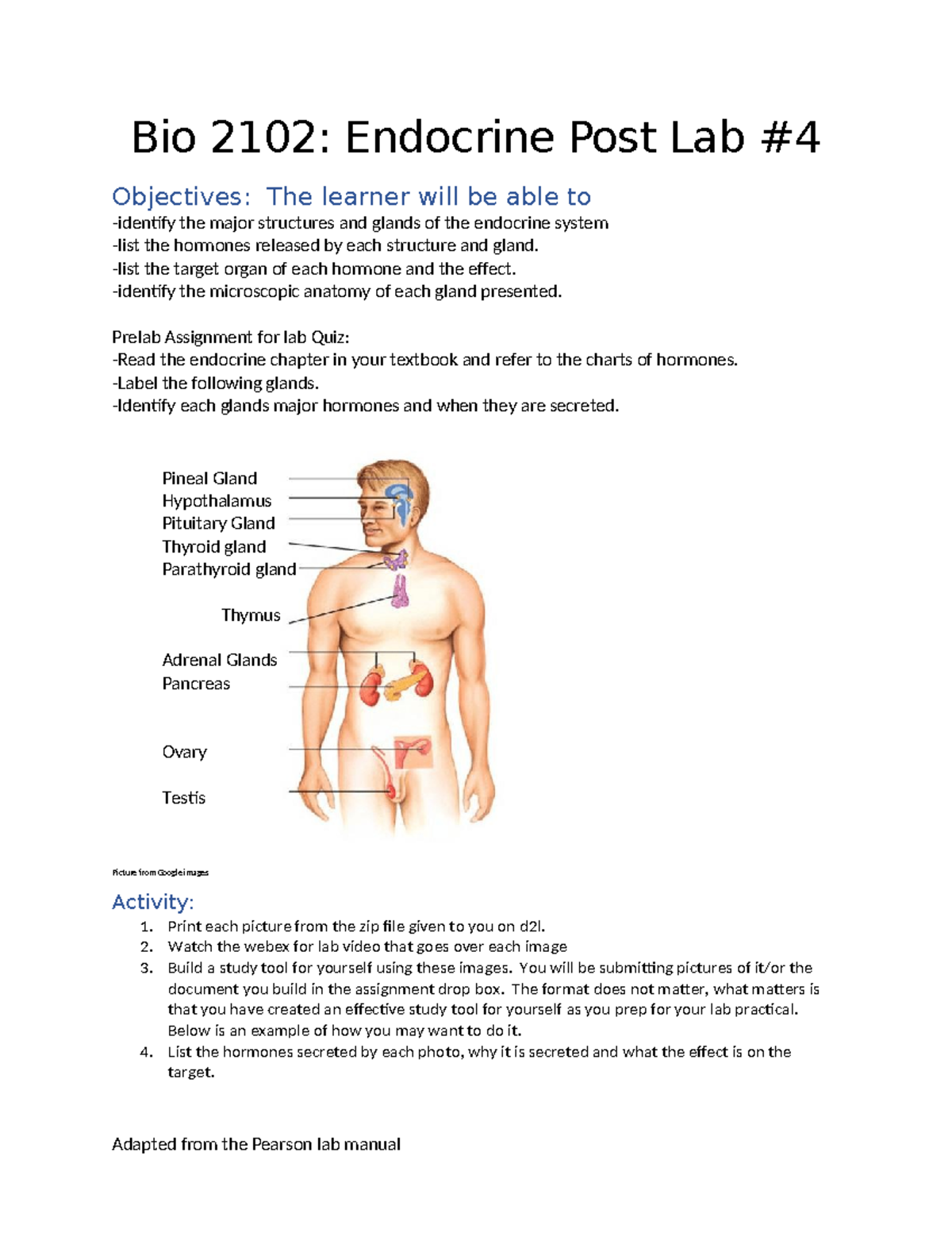 Bio 2102 Endocrine Post #4 - Bio 2102: Endocrine Post Lab Objectives ...