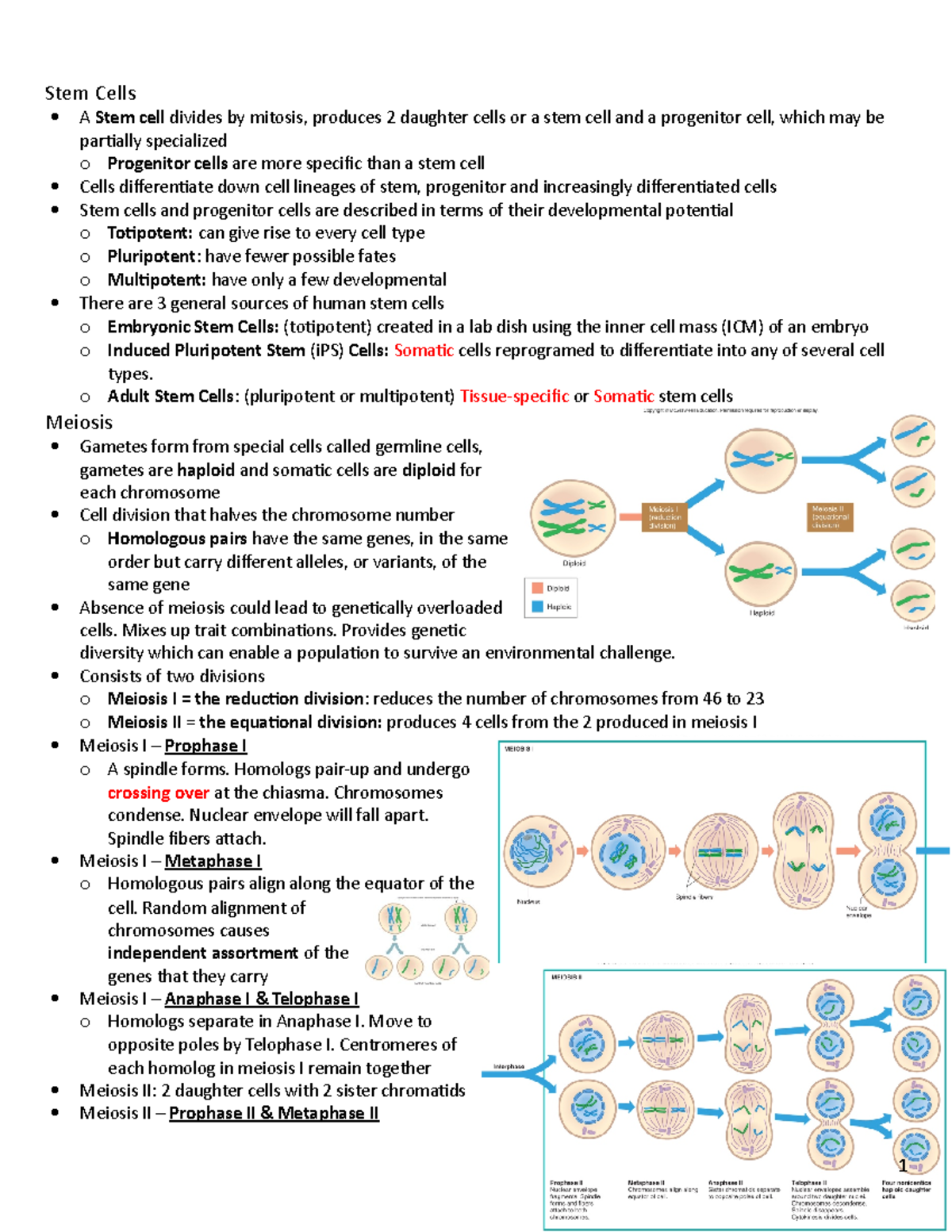 2. Stem Cells:Meiosis - Lecture notes 2 - Stem Cells A Stem cell ...