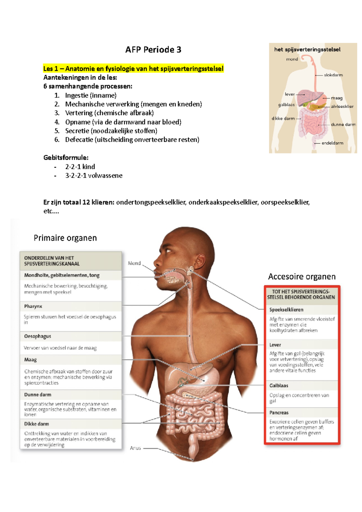 AFP Periode 3 - Ingestie (inname) 2. Mechanische verwerking (mengen en ...
