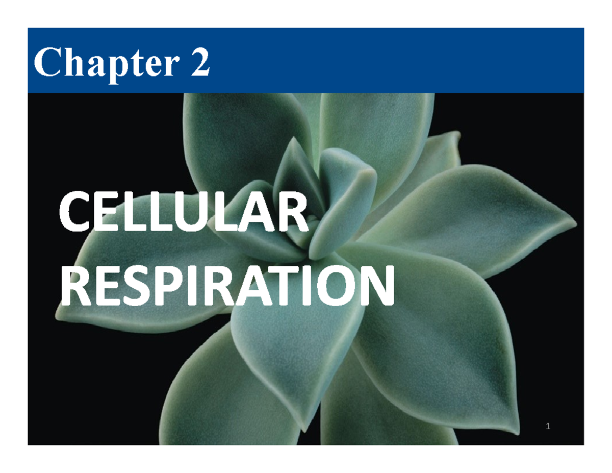 BIO150 Chapter 2 Cellular Respiration , Chapter 1 Enzymes , chapter 2 ...