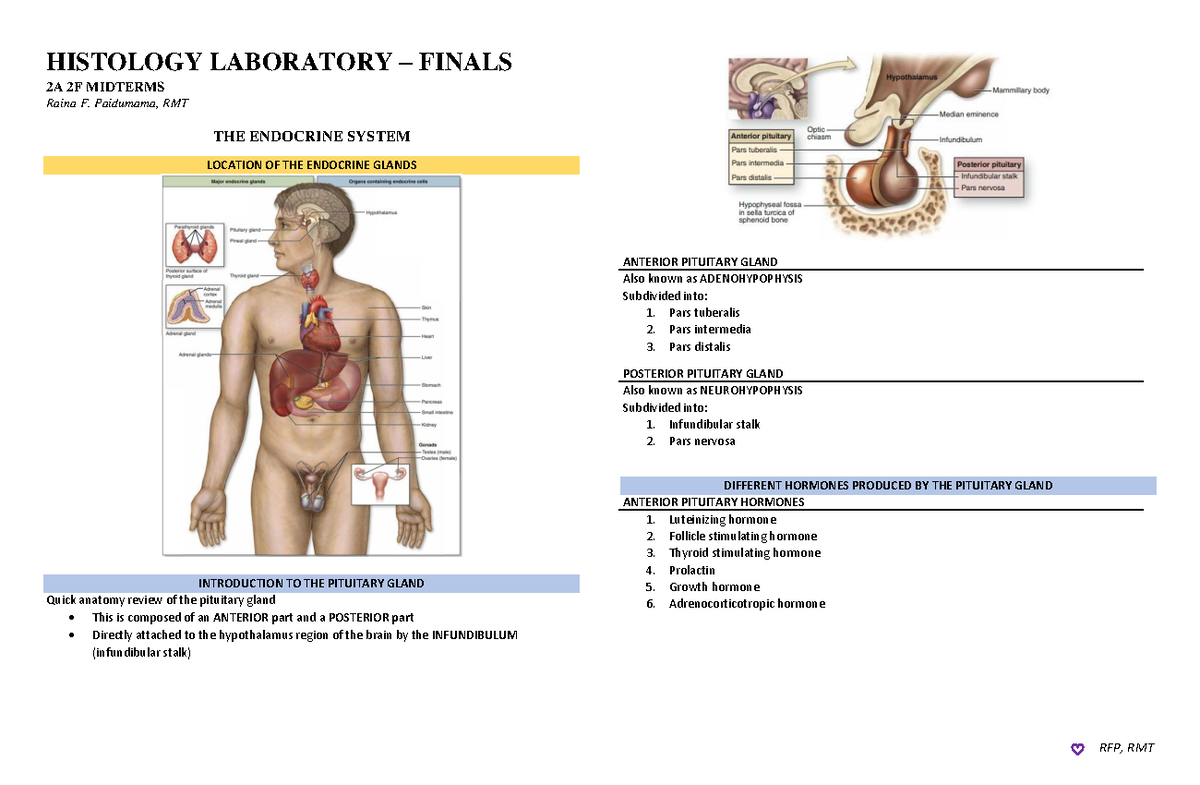 Endocrine - HISTOLOGY LABORATORY – FINALS 2A 2F MIDTERMS Raina F. Paidumama, RMT THE ENDOCRINE ...